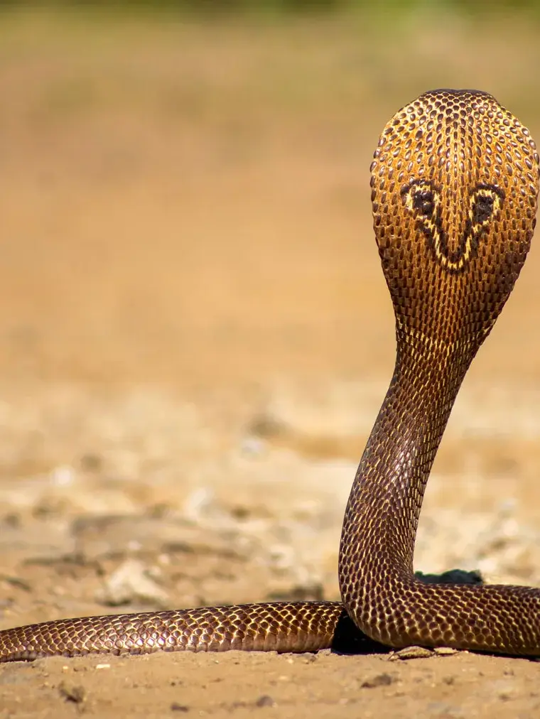 7 lesser-known facts about cobras