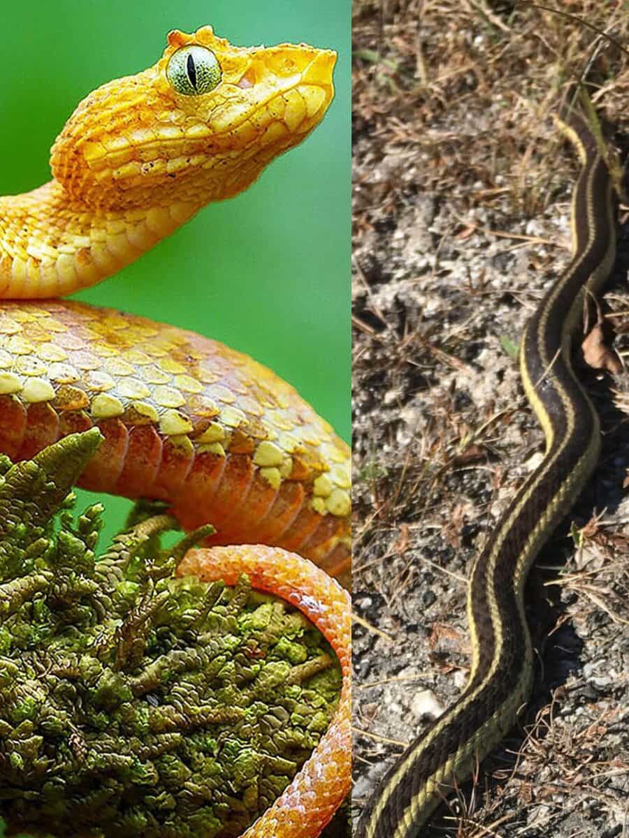 Eyelash Viper vs Garter Snake: Who will win?