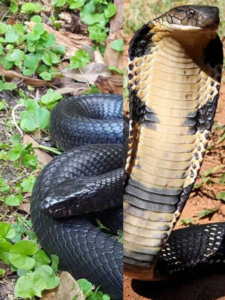Indigo Snake vs King Cobra: Who will win?