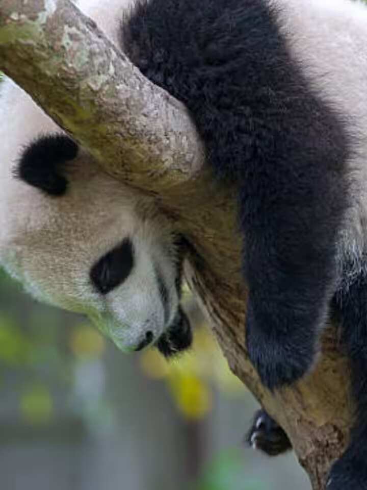 7 laziest creatures in animal kingdom