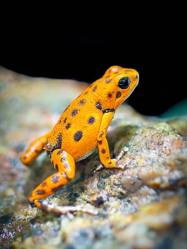 8 most poisonous frogs in the world