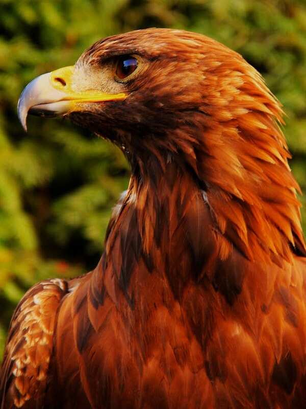 8 animals with sharpest eyesight