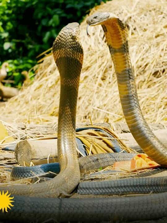 King Cobra vs King Cobra: Battle between deadliest snakes, who’ll win