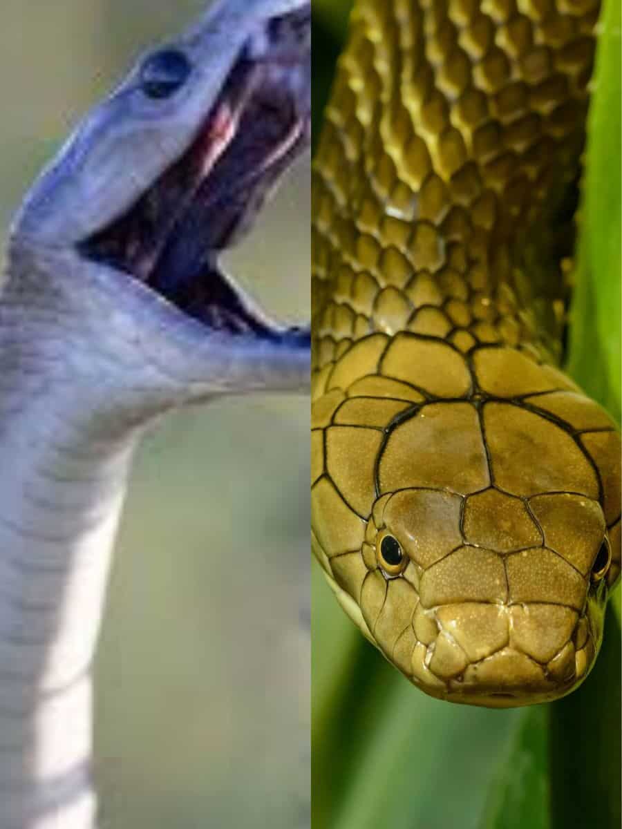 Who is stronger, King Cobra or Black Mamba?