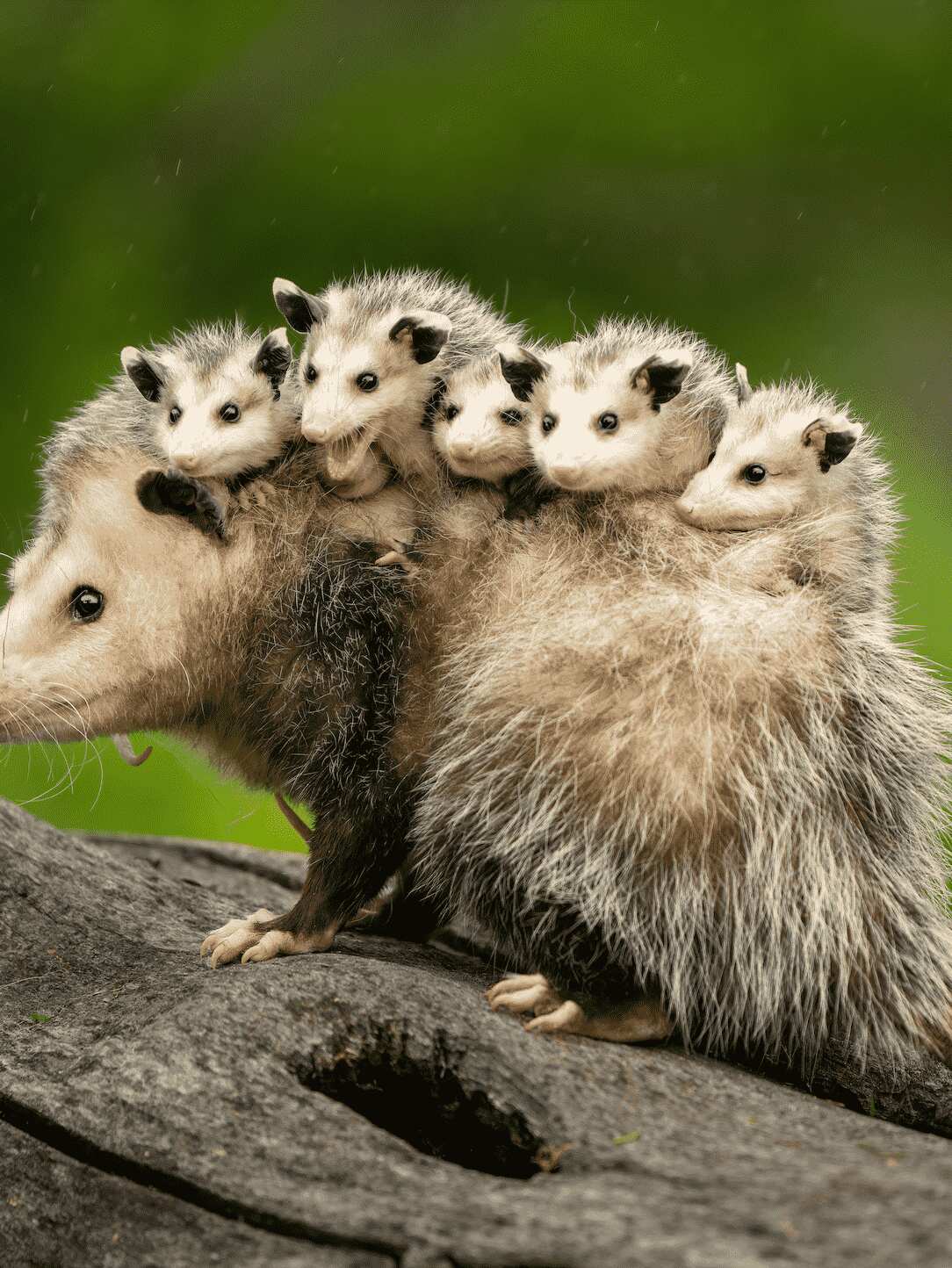 6 animals that fake their deaths to survive