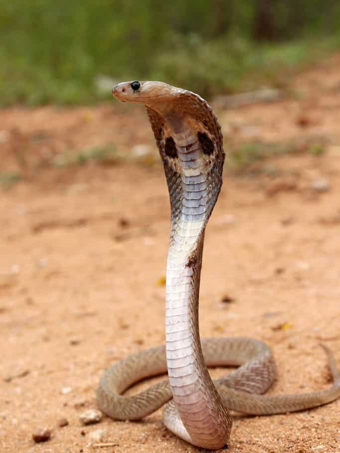 Where is cobra mostly found in India?