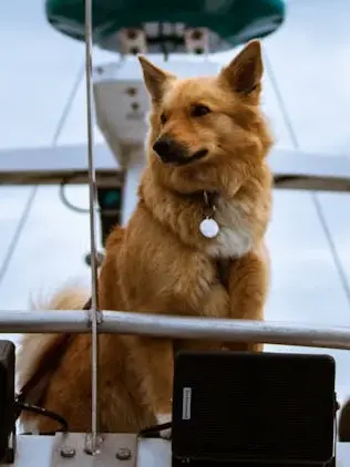 8 most photogenic dog breeds in the world