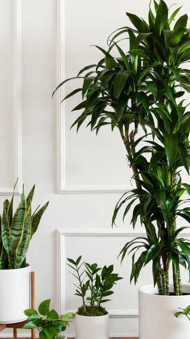 Clean Air: 8 air purifying plants for your homes