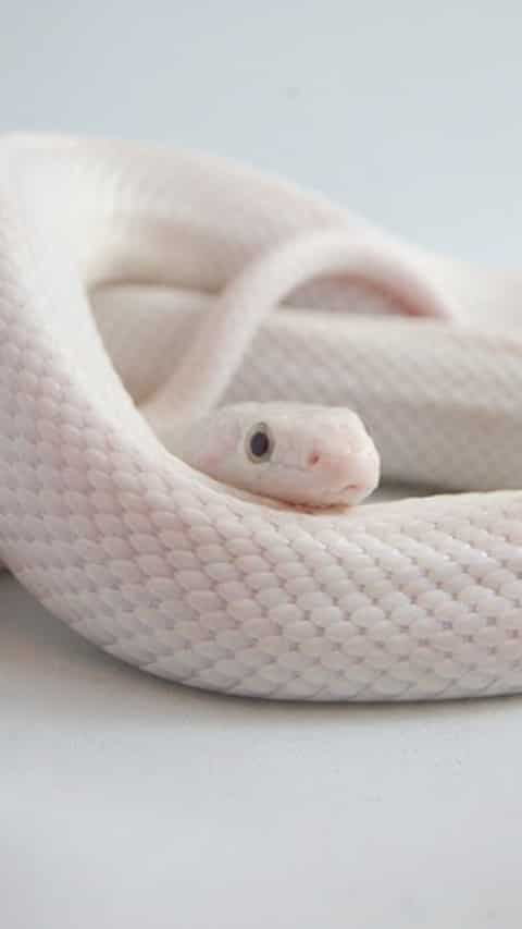 Deadly snakes that have gone extinct