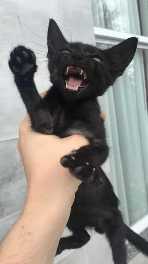 10 Most aggressive pet cats