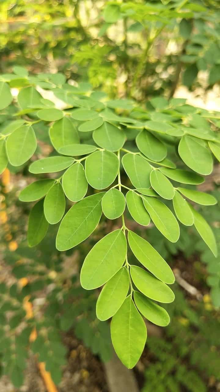 Moringa Oleifera Leaves