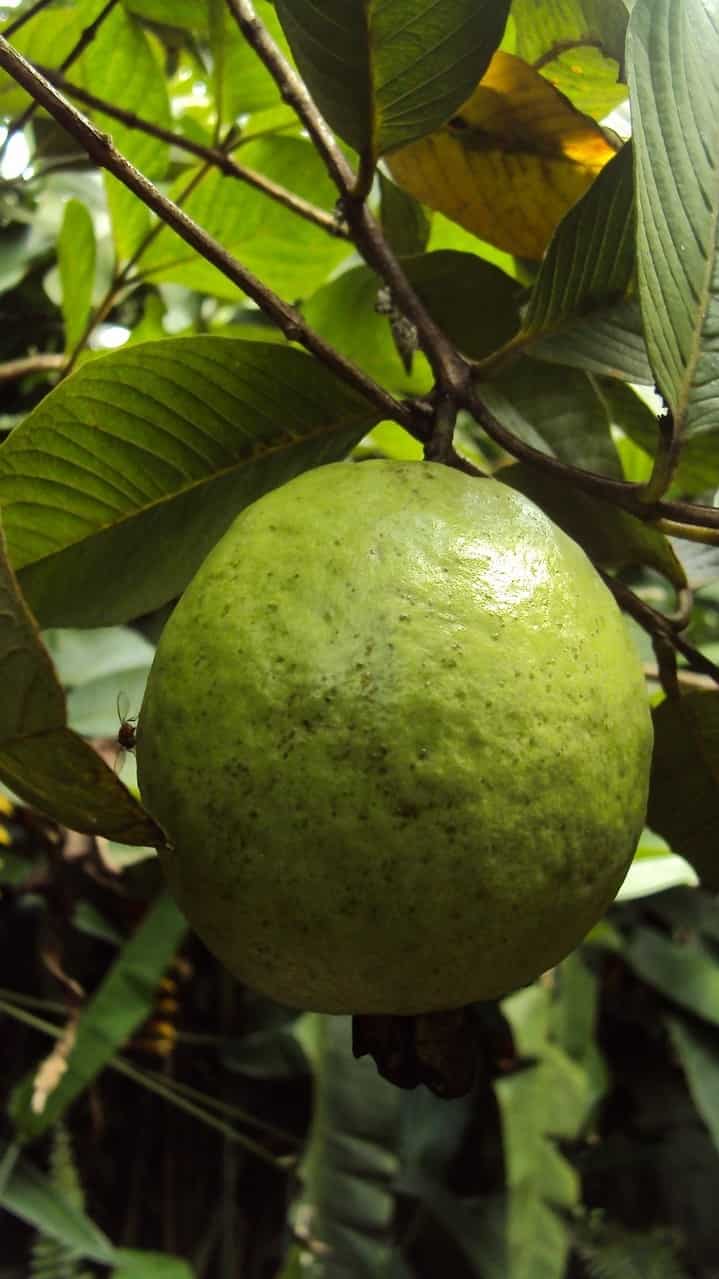 8 benefits of eating guava fruit and leaves