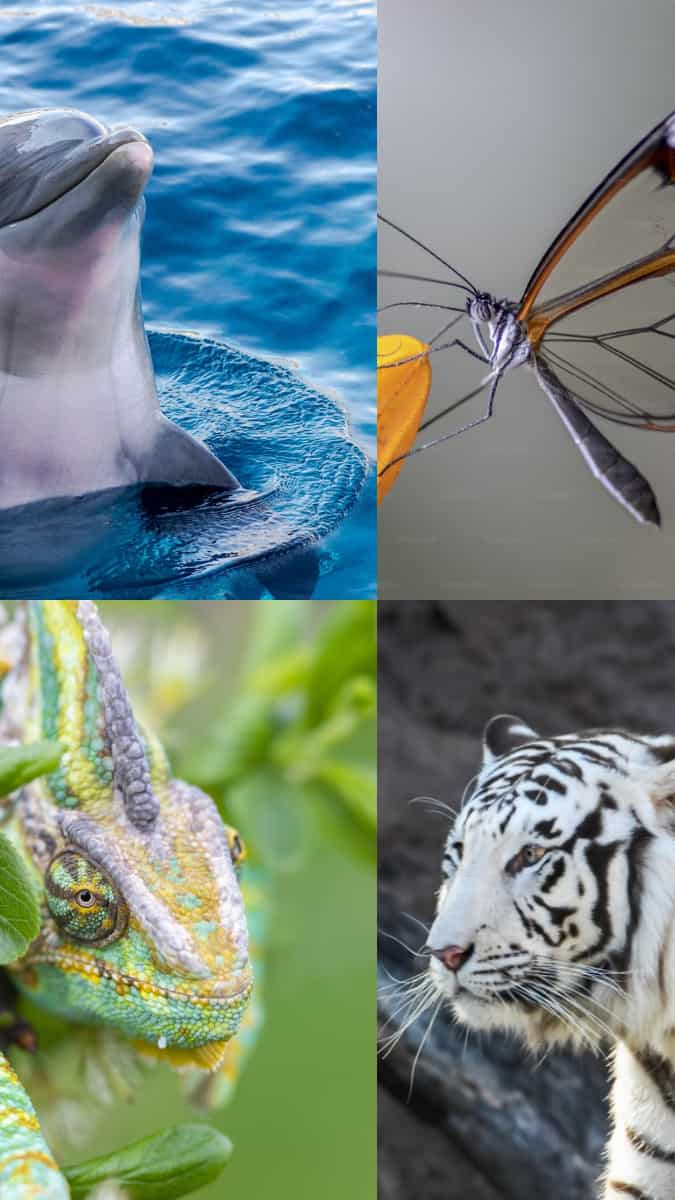 World's 10 most beautiful creatures