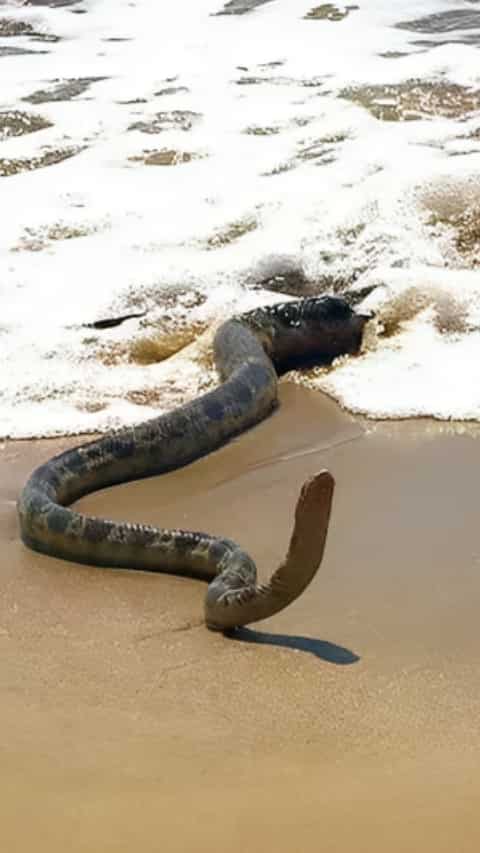 Top 5 deadly snakes found in Goa