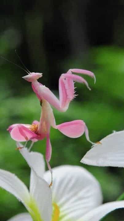 6 most beautiful insects