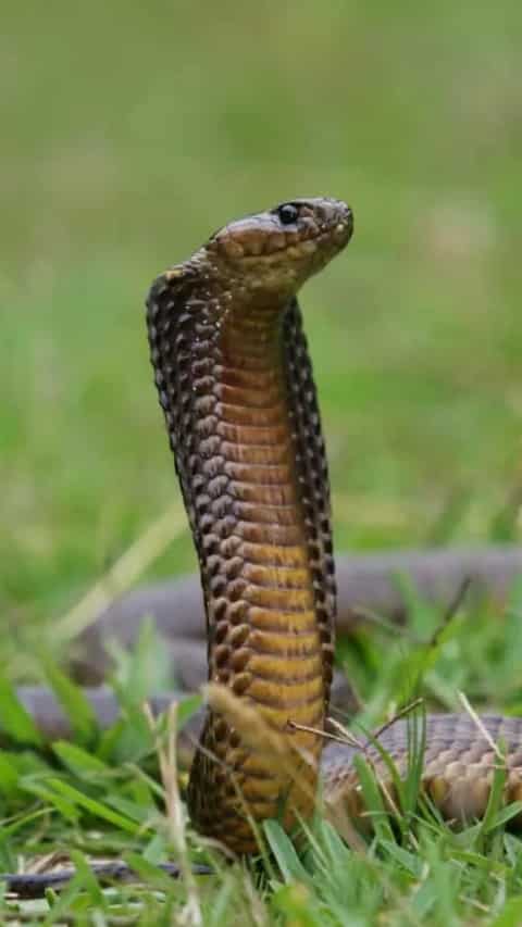 Delhi NCR's most dangerous snakes: Top 5 venomous species