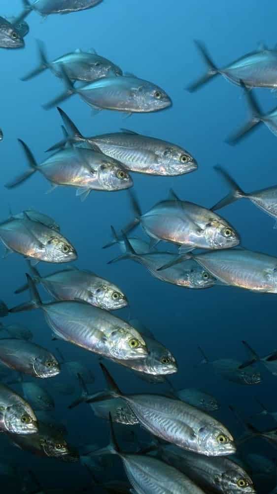 7 World's best-tasting fish