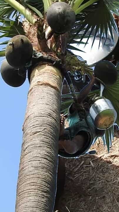 6 health benefits of palm juice