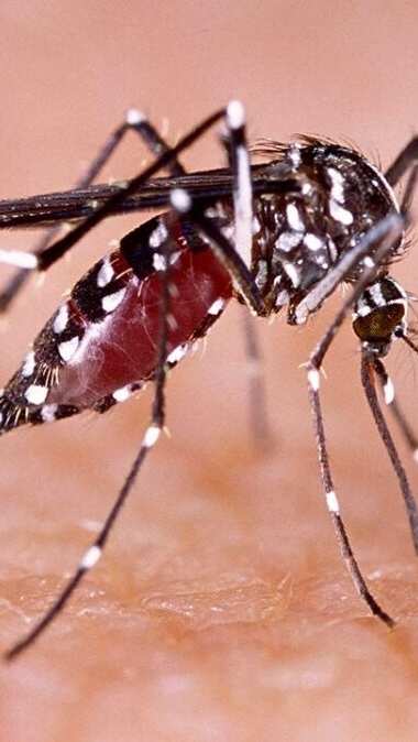 7 tips to prevent dengue