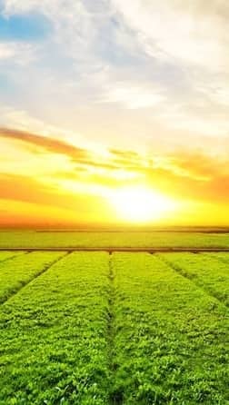 Amazing benefits of morning sunlight