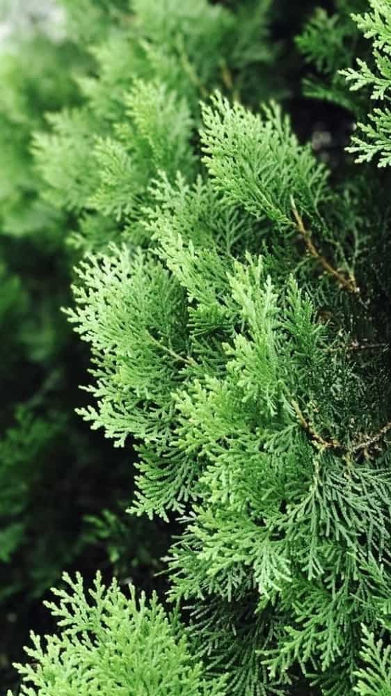 Benefits of morpankhi plant