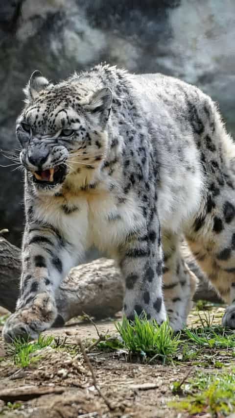 Animals that are only found in Pakistan