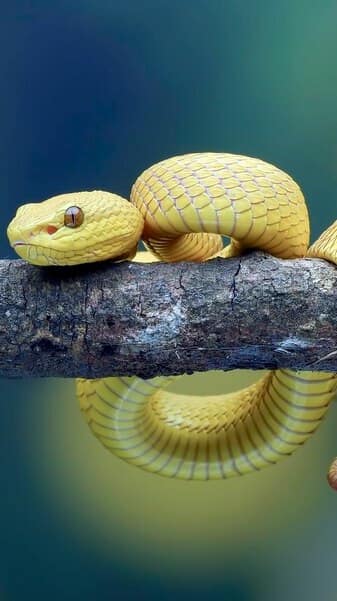 8 Cute and Adorable snakes in World