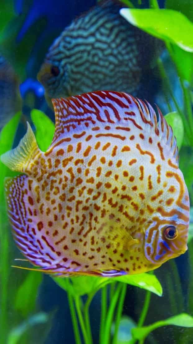 Freshwater fish to keep at home