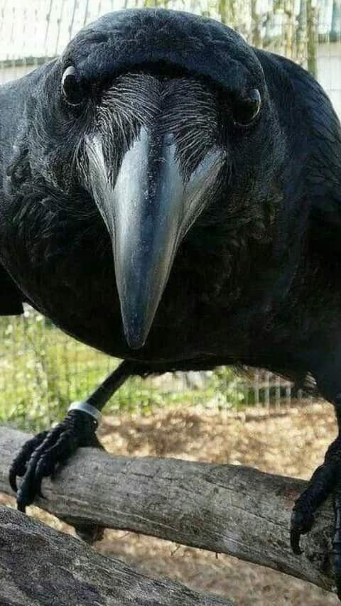 Animals with sharpest memory