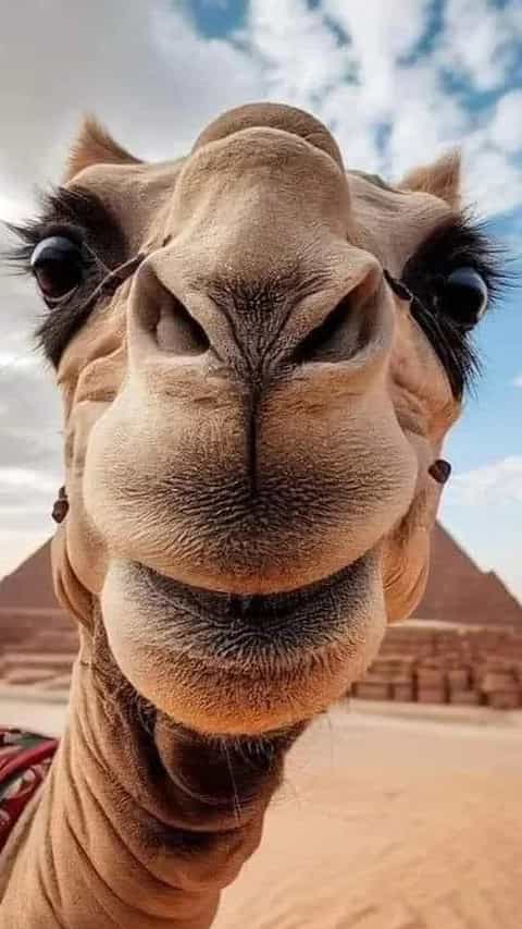 10 Animals that can survive months without food