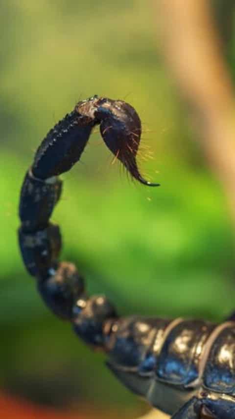 10 Animals that wield weaponized tails