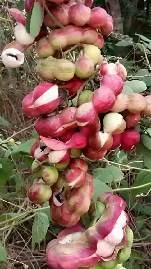 10 Most unique fruits of India