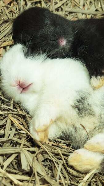 10 animals that sleep nearly 20 hours a day