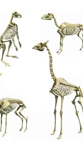 Extinct species of India