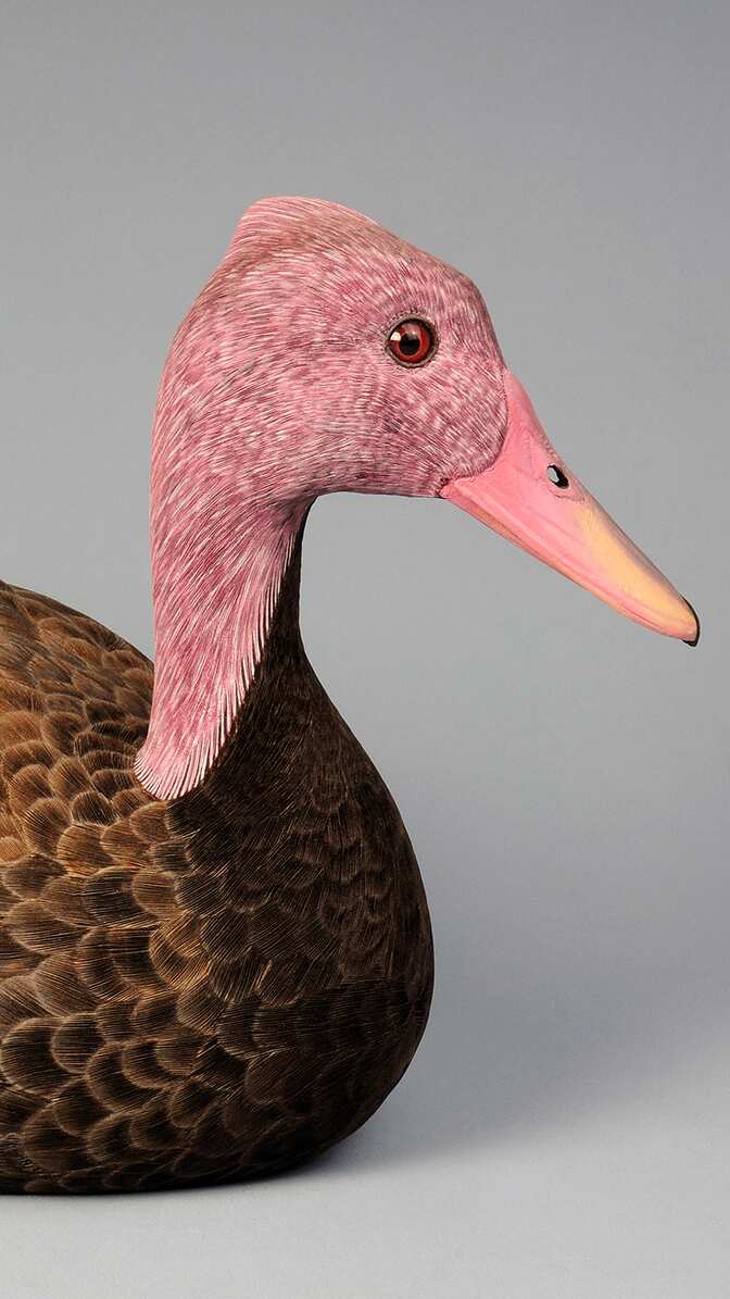 Pink Headed Duck In India