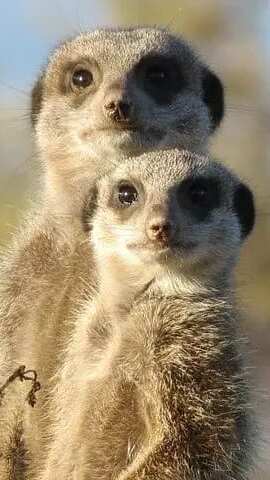 Animals that love sunbathing during winters