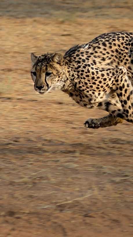10 fastest animals in the world