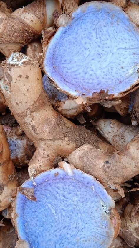 Health benefits of black turmeric