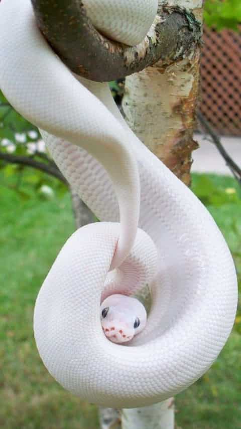 10 Most gorgeous snakes