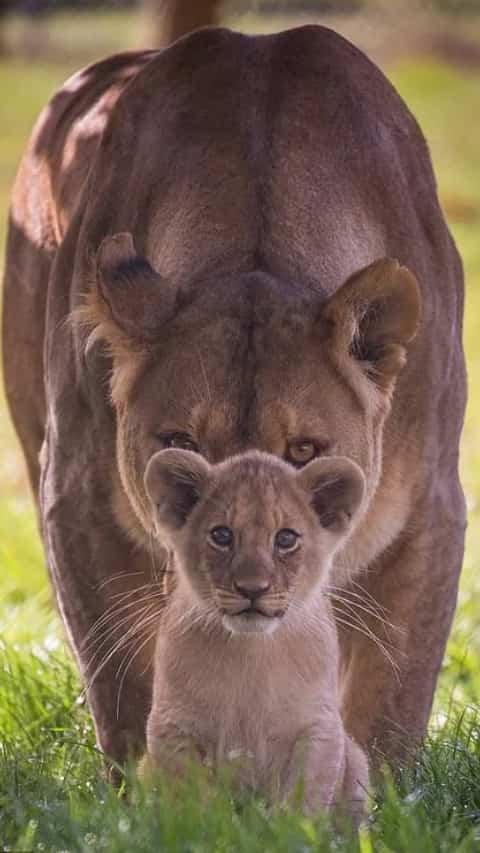 8 most strict moms in animal kingdom