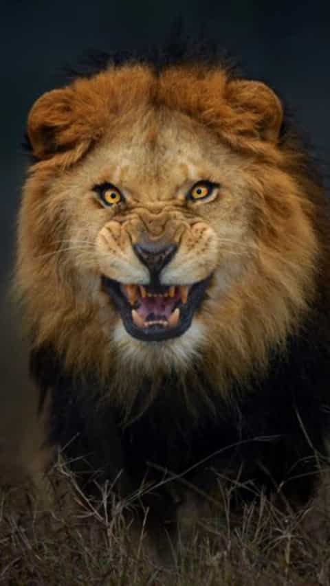 8 Animals with deadly stares