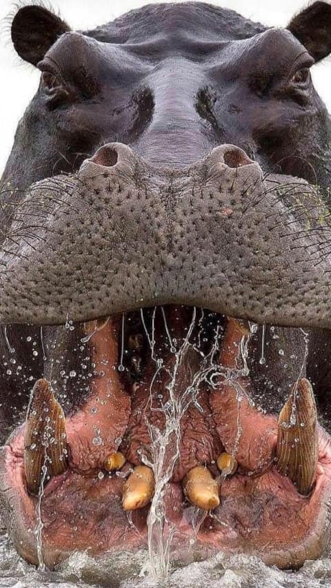 Animals with biggest teeth
