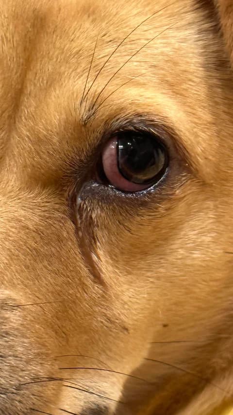 Animals that cry after the death of their partners