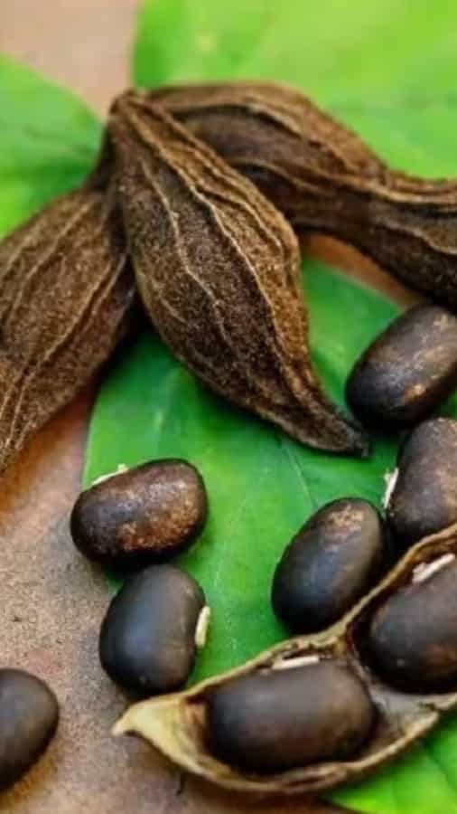 Amazing health benefits of velvet beans (kaunch seeds)