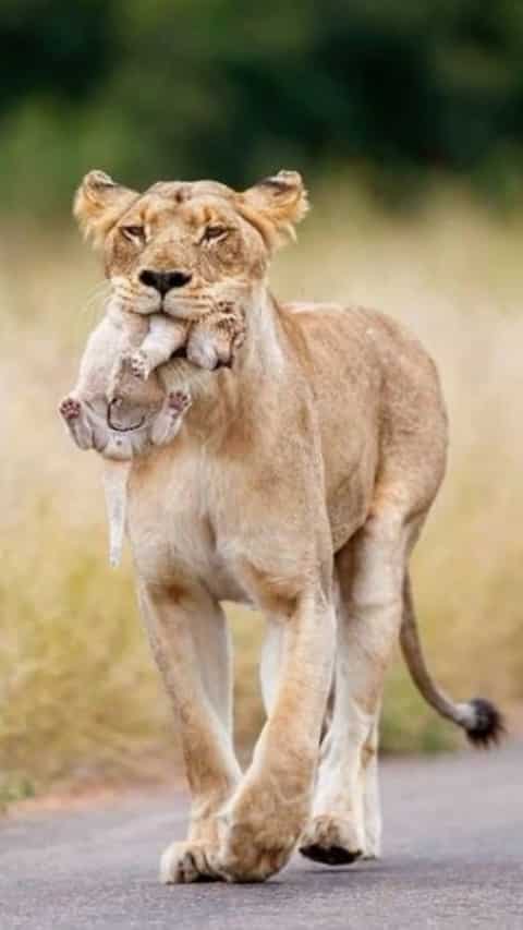 10 Most cruel mothers of animal kingdom