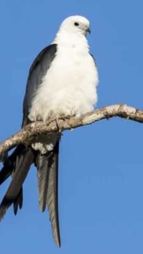 Sky's lethal predators: 10 Birds that eat snakes