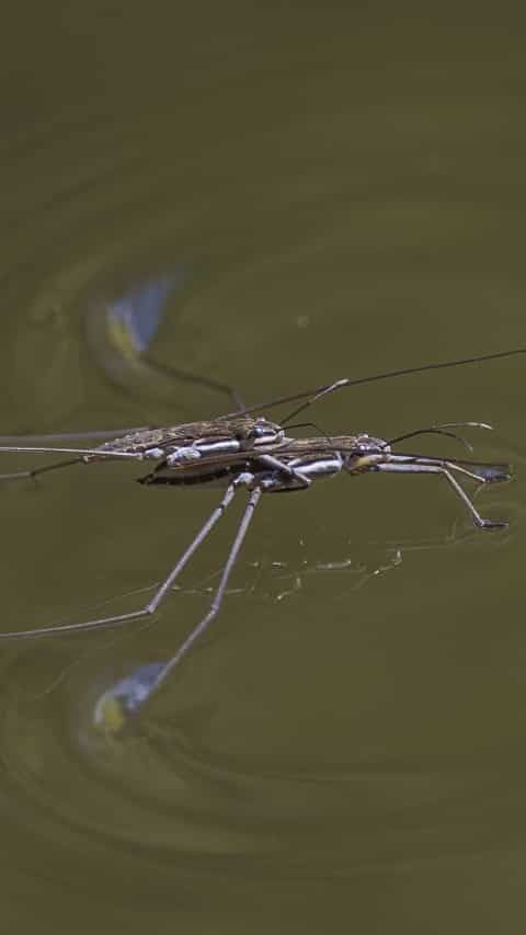10 Animals that defy gravity by walking on water