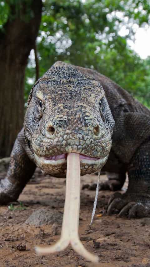 10 Fascinating animals with blood that isn't red