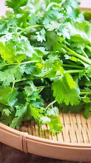 Health benefits of coriander leaves (Dhaniya)