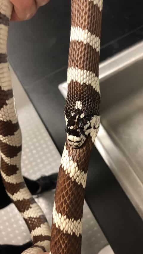 10 Animals that eat their own flesh